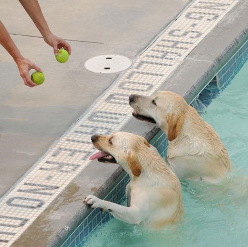 Pooch Pool Party | Photo Gallery | idahopress.com