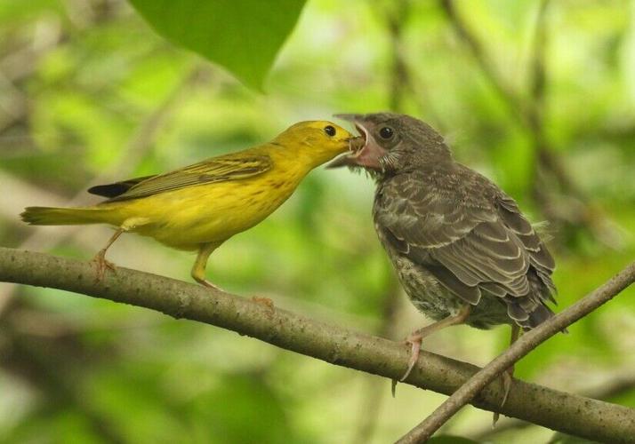 The new yellow warblers | Outdoors News | idahopress.com