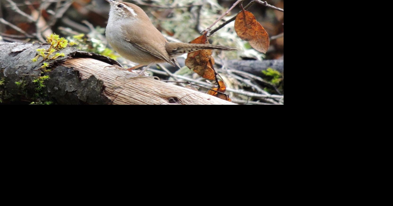 Bewick’s wren range expansion | Outdoors News | idahopress.com