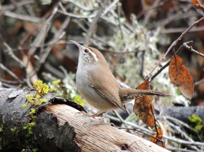 Bewick’s wren range expansion | Outdoors News | idahopress.com
