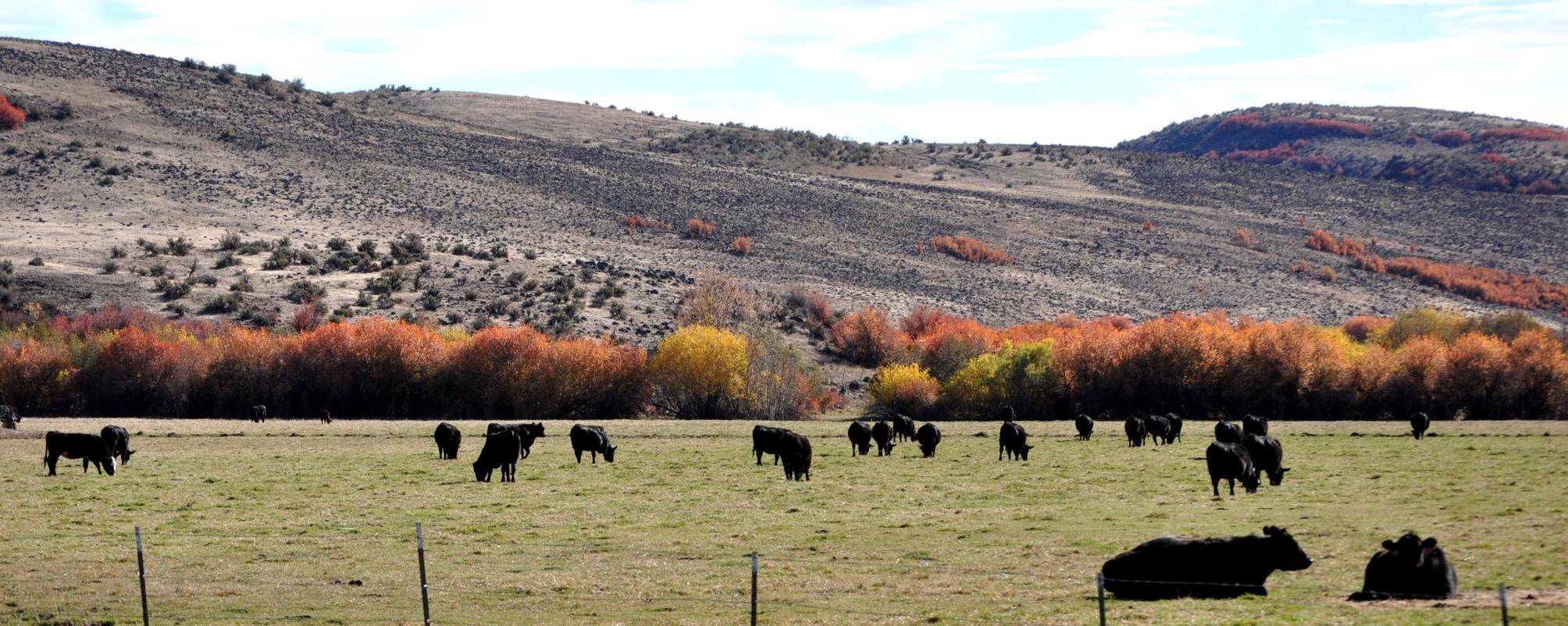 U of I ranching school offers comprehensive look at cattle production ...