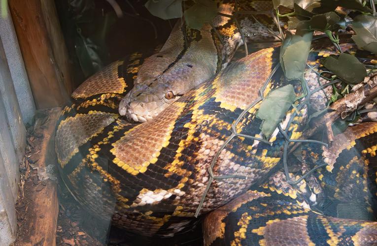 Idaho Reptile Zoo: a family-run sanctuary for rescued reptiles | Local ...