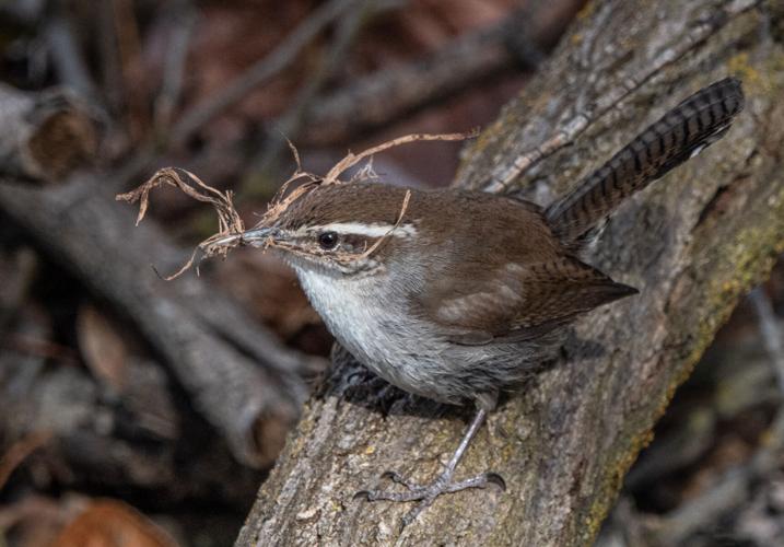 marsh wren range
