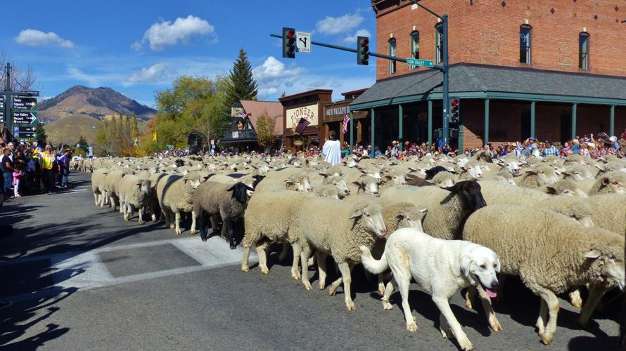 Ketchum Celebrates 27th Annual Trailing of the Sheep Festival | Life ...