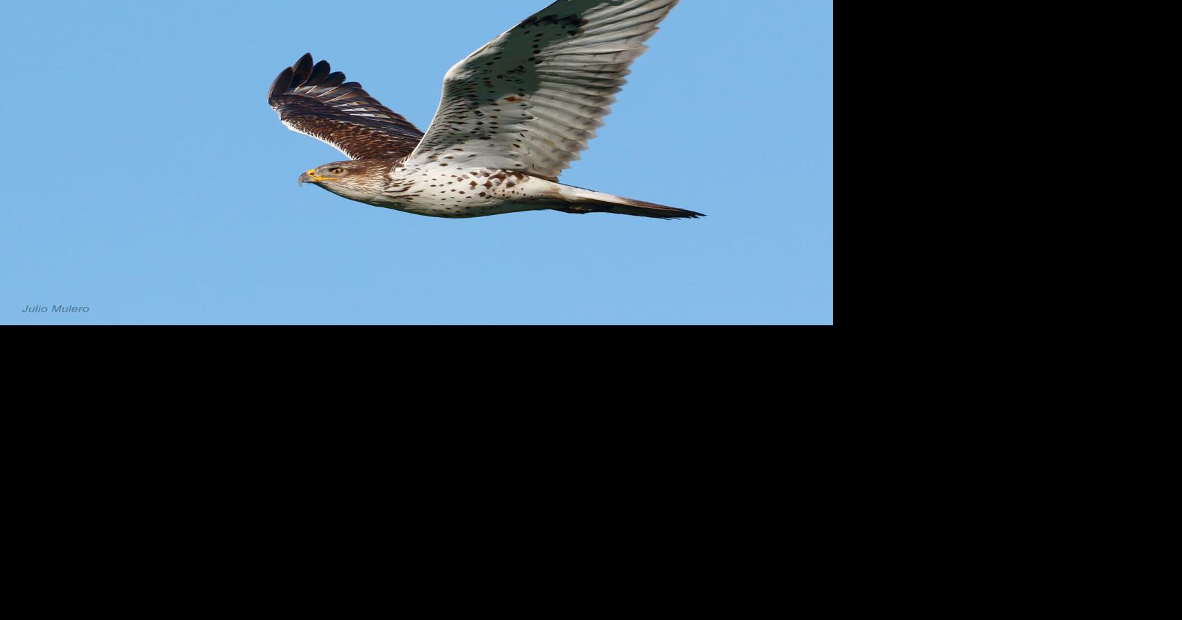 Many organizations contribute to bird conservation | Community ...