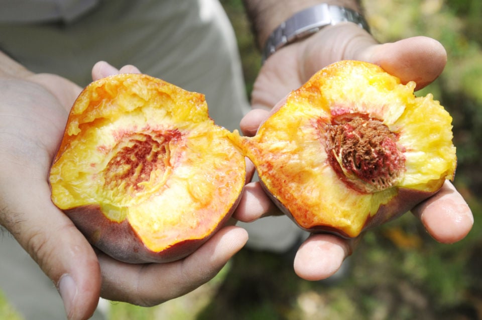 Popular pomologist: Fruit scientist expands reach as interest ...