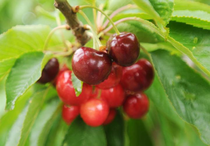 Local orchards provide Sweet cherry harvest | Ag | idahopress.com