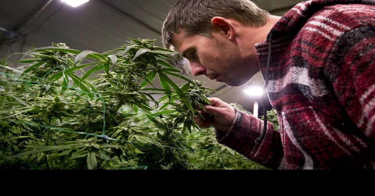 Legal weed in Washington turns 10 this week. What challenges lie ahead ...