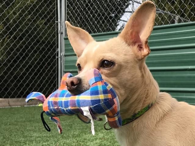 Meridian Canine Rescue focuses on behavior training, storytelling for ...