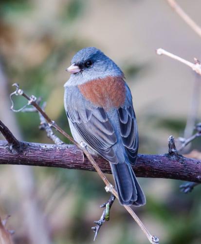 black hawk.coloring.pages.html.html.html.html.html.html.html.html.html.html.html.html.html.html.html