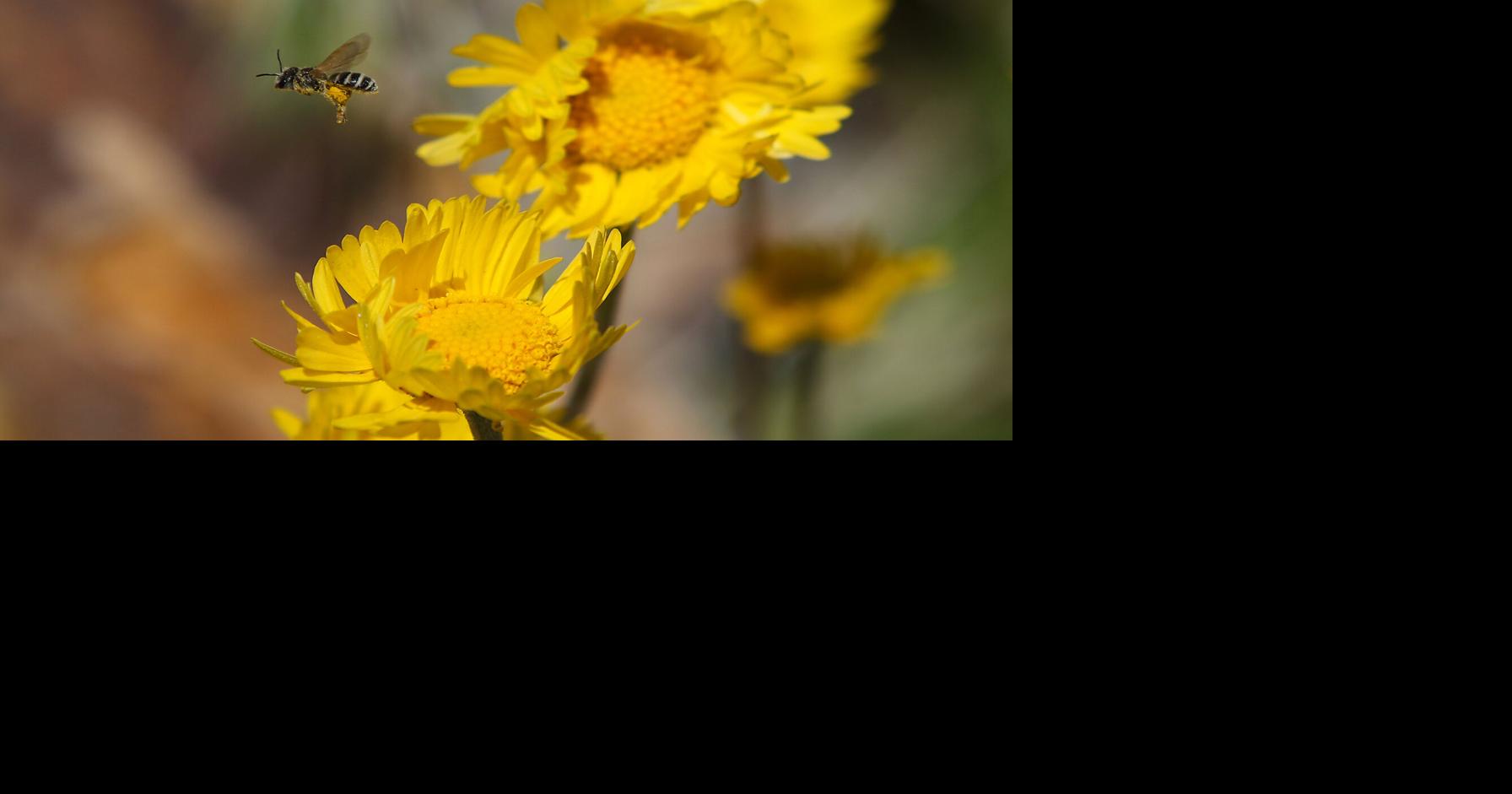 From bees to his wine breeding ground, Ron Bitner creates a Caldwell ...