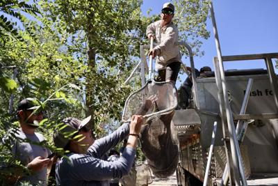 Hundreds more Chinook to be released into Boise River | Local News ...