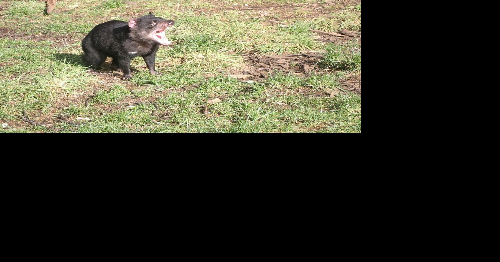 U of I study shows broad ecosystem impacts of Tasmanian devil decline ...