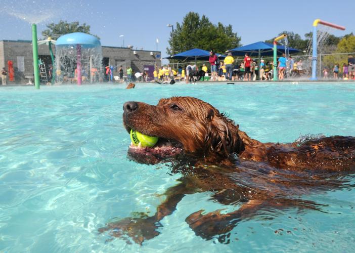 Pooch Pool Party | Idaho Press-Tribune Multimedia Gallery | idahopress.com