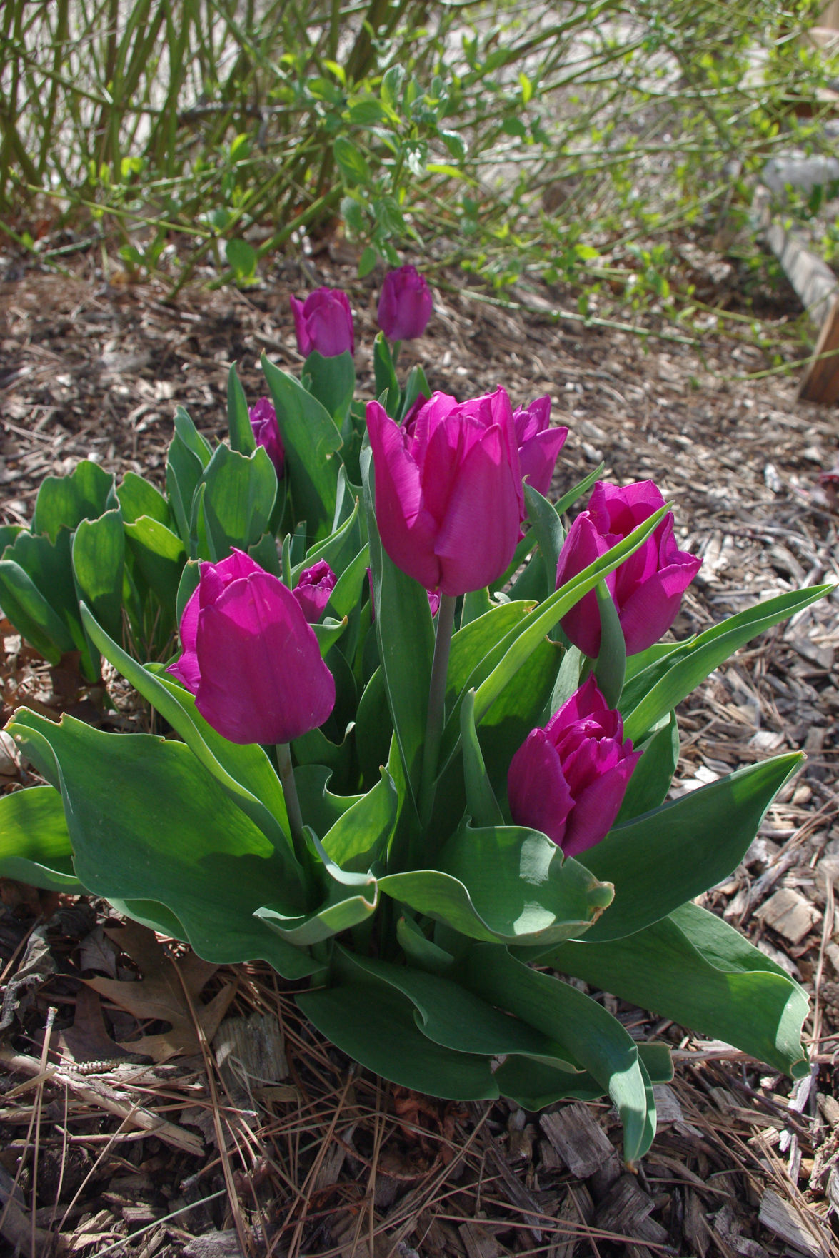 Weed it and reap: Waking up your garden | Life | idahopress.com