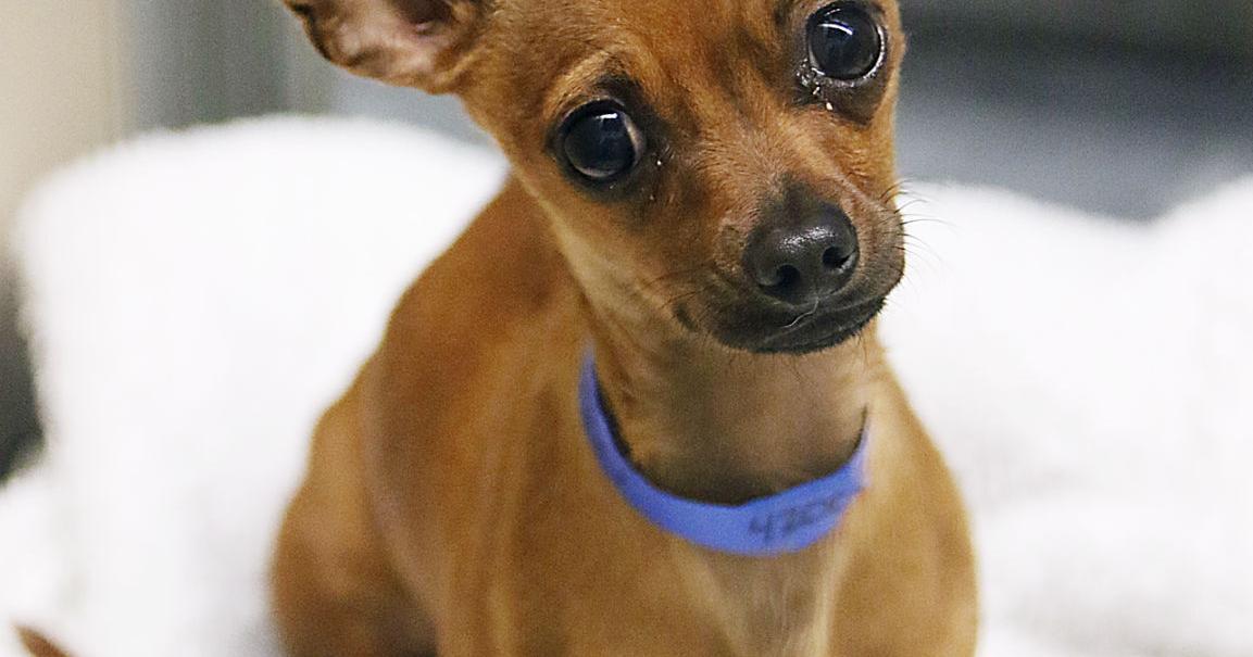 Boise upping its contribution to Idaho Humane Society, Garden City and ...