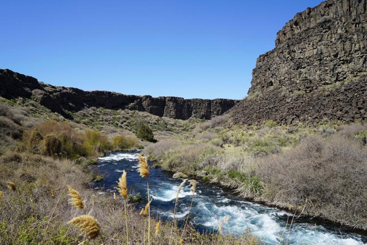 Exploring the raging waters of Box Canyon Springs (and saving a gosling ...
