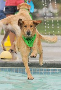 Pooch Pool Party | Photo Gallery | idahopress.com