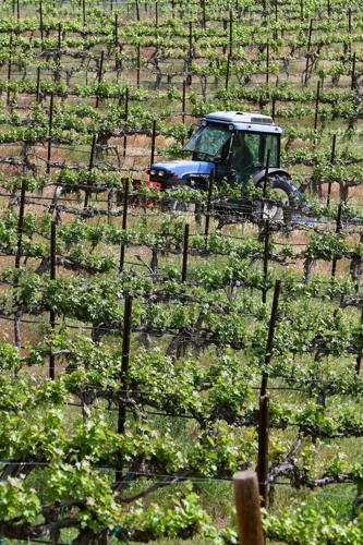 From bees to his wine breeding ground, Ron Bitner creates a Caldwell ...