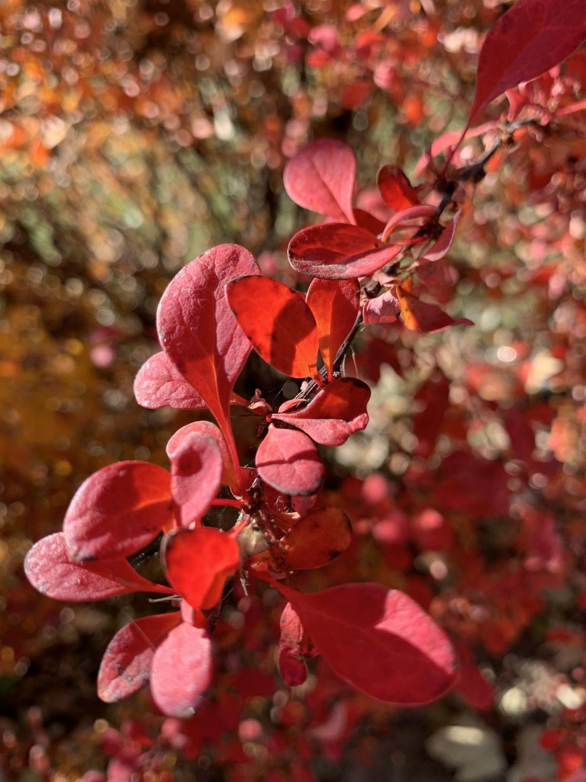 An autumn poem: The Inbetween | Life | idahopress.com