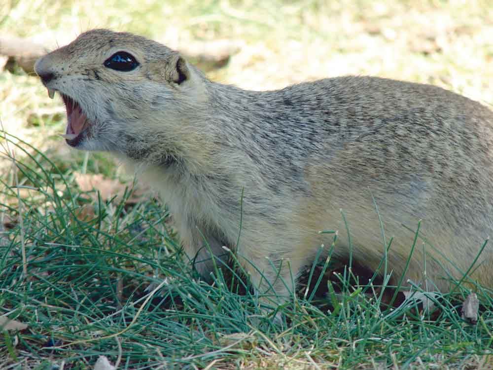 Gophers going strong following mild conditions | Community Columns ...