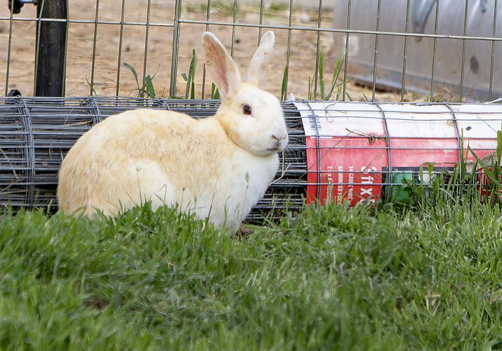 Boise Bench bunnies remain unchecked, humane society ends rabbit ...