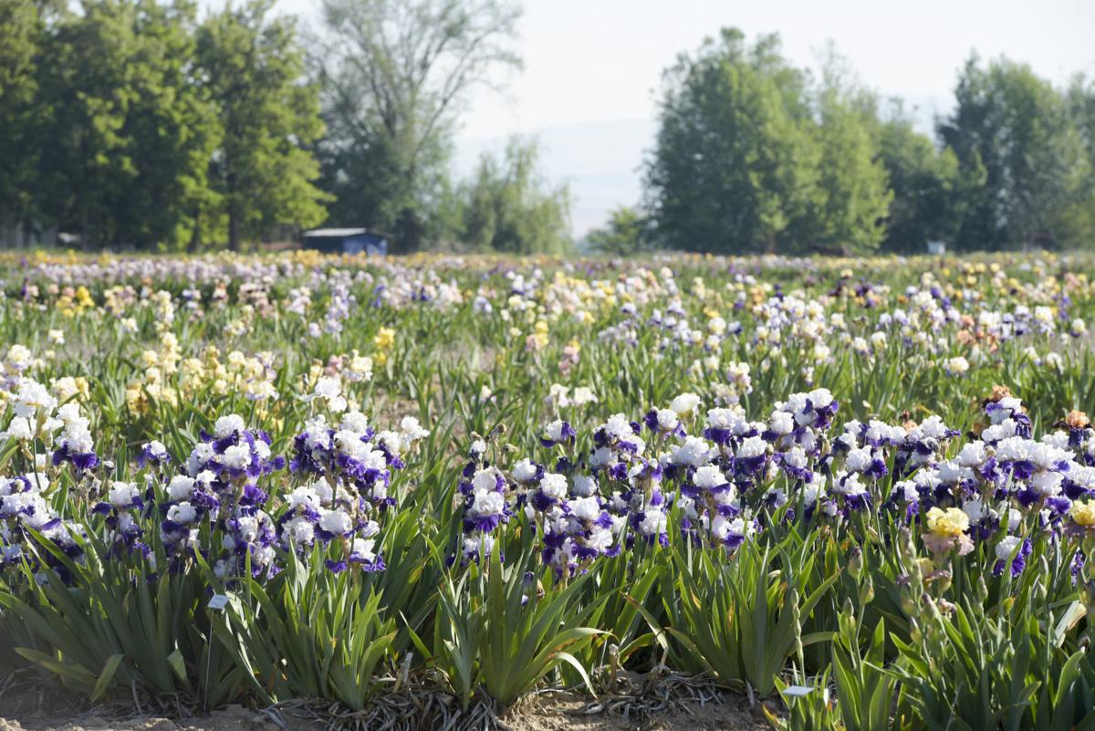A sea of iris, as far as the eye can see | Nampa | idahopress.com