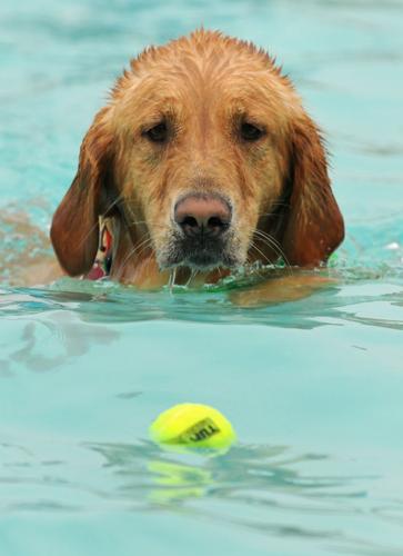 Pooch Pool Party | Photo Gallery | idahopress.com