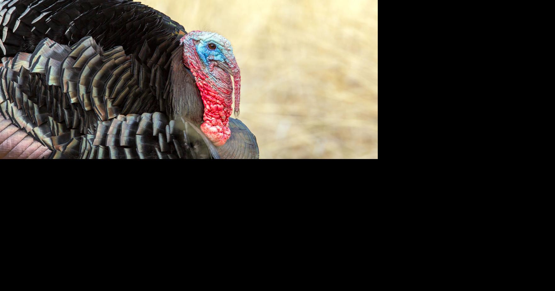 Apply for spring turkey controlled hunts starting Feb. 1 | Community ...