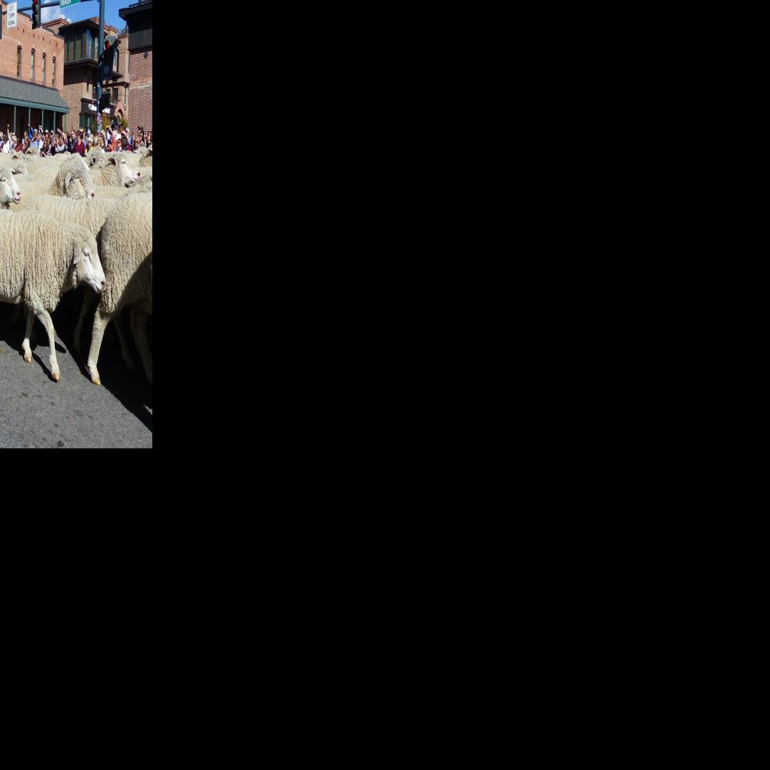 Basque sheepherder brings annual Trailing of the Sheep to life | Life ...
