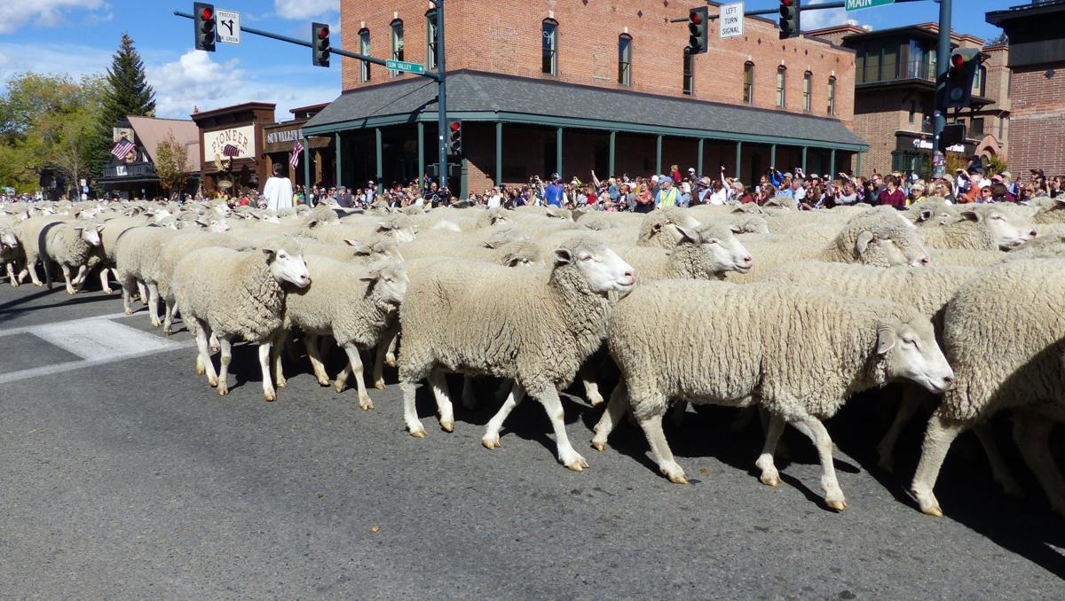 Basque sheepherder brings annual Trailing of the Sheep to life | Life ...