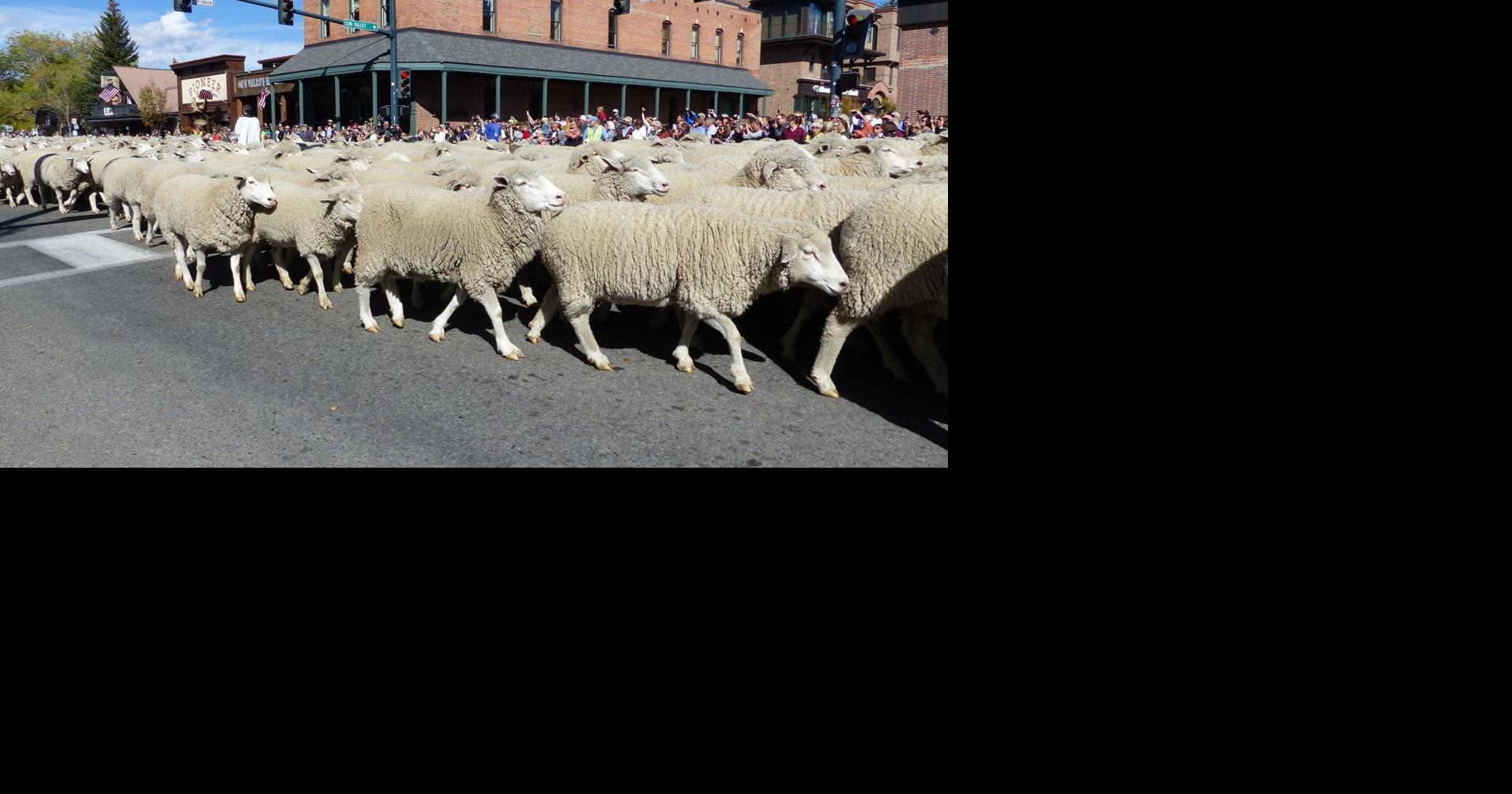 Basque sheepherder brings annual Trailing of the Sheep to life | Life ...