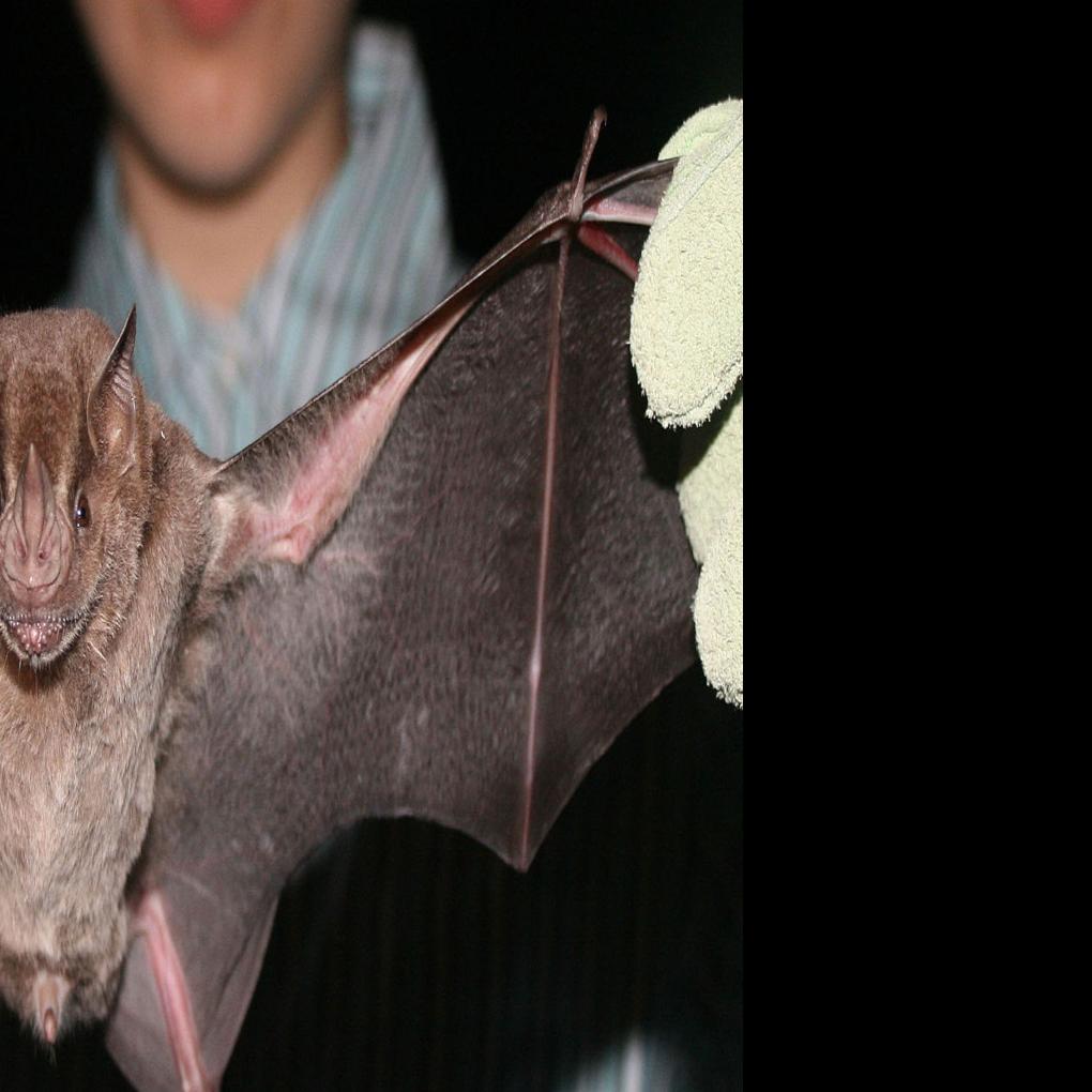 rabid bat behavior