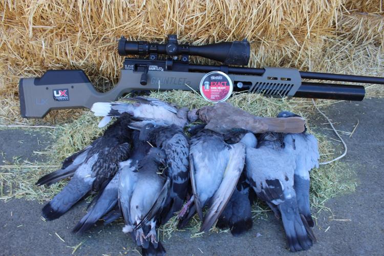 Claycomb: What to know about pigeon hunting | Outdoors News ...