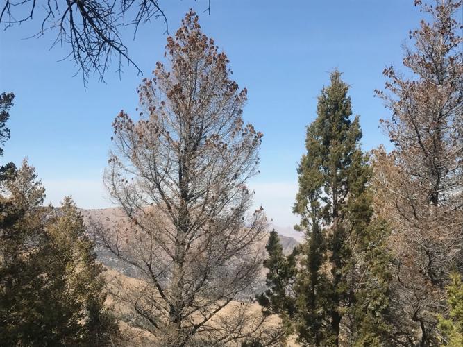 Don't touch this fuzzy caterpillar | Nampa | idahopress.com