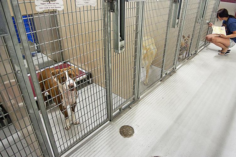 Boise upping its contribution to Idaho Humane Society, Garden City and ...