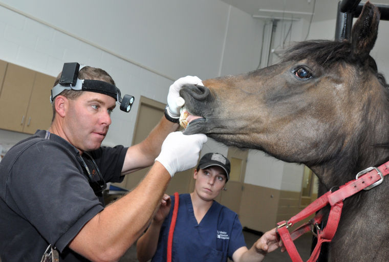 Equine MRSA uncommon, transferable to humans | Members | idahopress.com