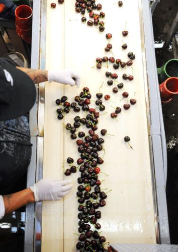 Local orchards provide Sweet cherry harvest | Ag | idahopress.com
