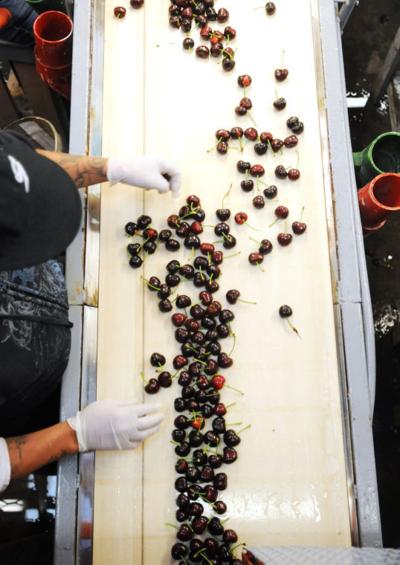 Symms family honored as Canyon County Farm Family of the Year | Members ...