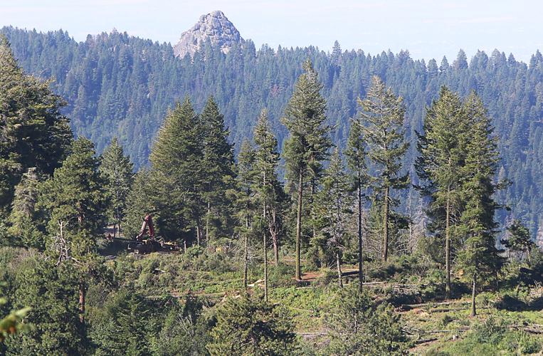 Logging starts at Bogus Basin in forest health project | Local News ...