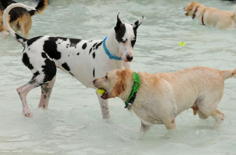 Pooch Pool Party | Photo Gallery | idahopress.com