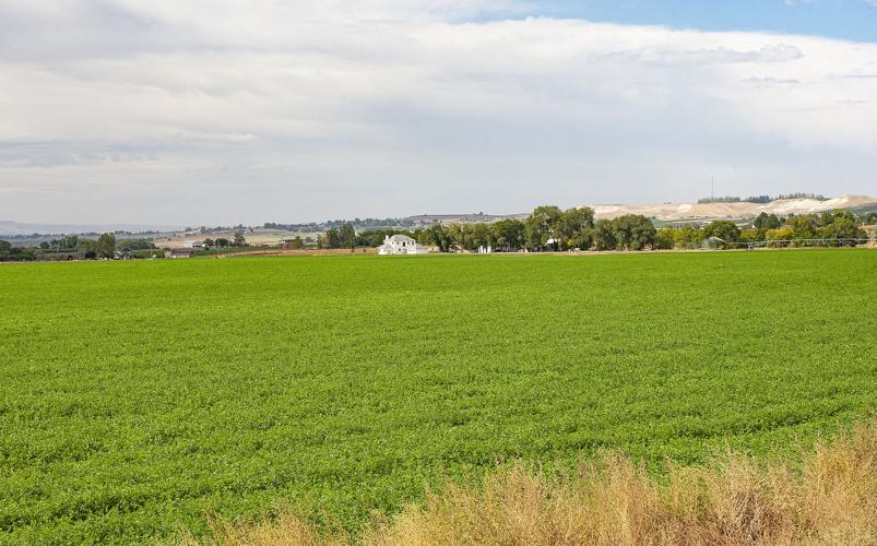 Idaho's ag export value poised to exceed last year's record total ...