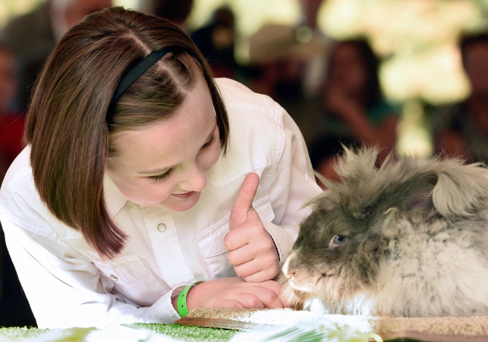 Local 4-H, FFA students show off rabbit friends | Members | idahopress.com