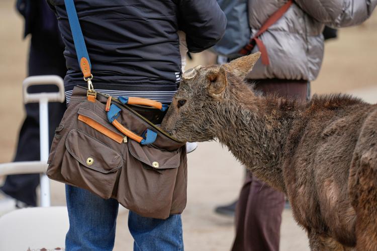 Photos show sacred deer wandering through Japan's ancient capital ...