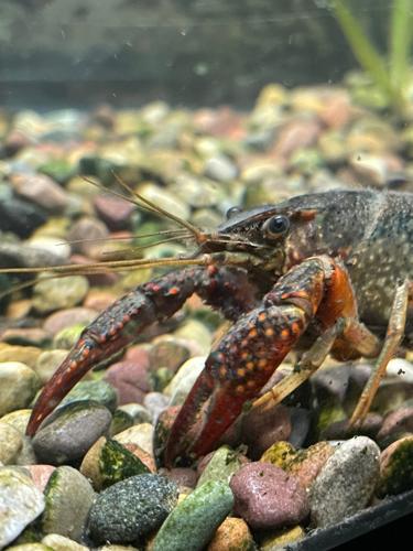 NEWS: Beware the Red Swamp Crayfish | News | idahopress.com