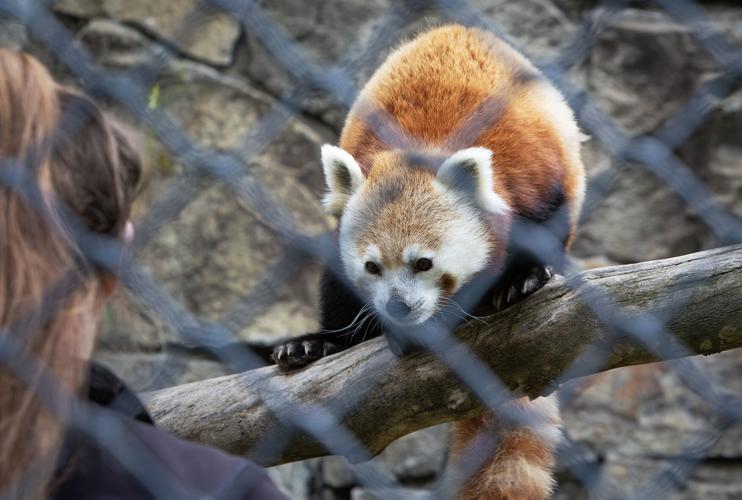 ‘Community zoo’: Ground breaks on Phase 1 construction for Zoo Boise ...