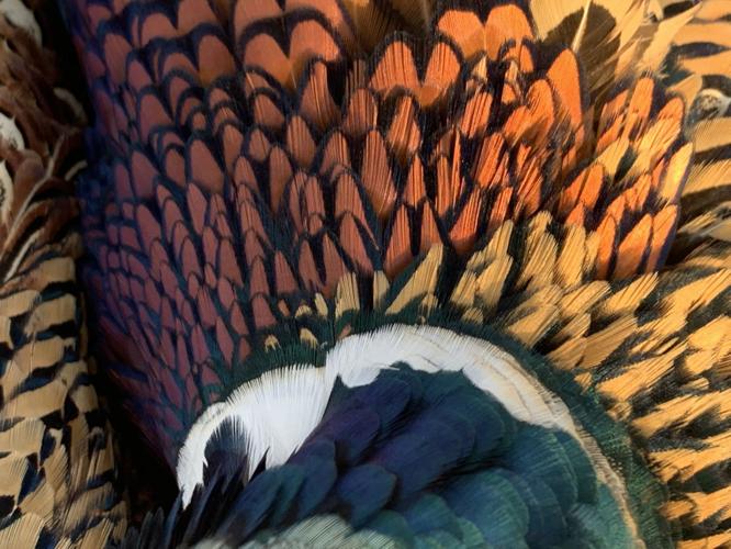 Tom Claycomb: Pheasant hunting in South Dakota | Community | idahopress.com