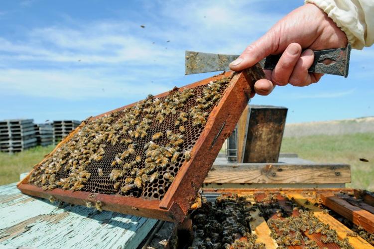 Life without bees not so sweet | Local News | idahopress.com
