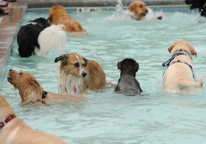 Pooch Pool Party | Photo Gallery | idahopress.com