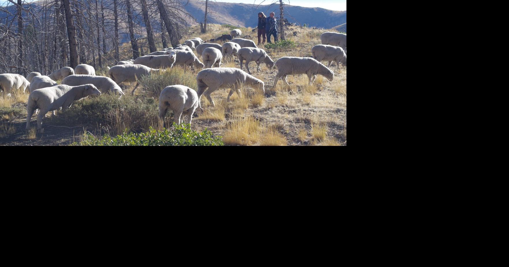 Targeted grazing study tracks cheatgrass consumption by sheep in the ...